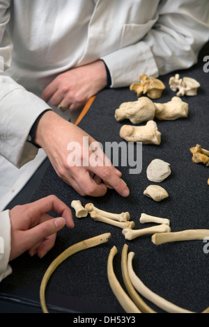 Students learn about bone identification including ruling out animal ...