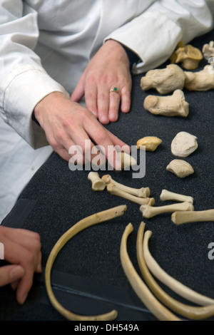 Students learn about bone identification including how to identify the ...
