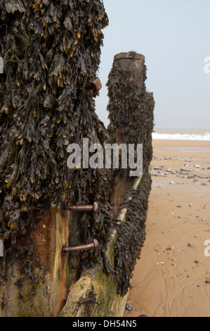 Seaweed covered groyne Stock Photo - Alamy