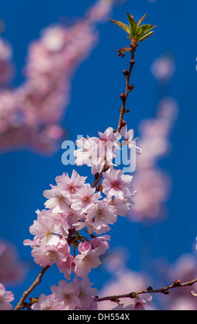 Mini cherry blossom flowers on tree branches in spring Stock Photo - Alamy
