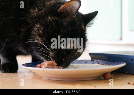Black cat eating food from a bowl, showing eyes, whiskers and ears ...