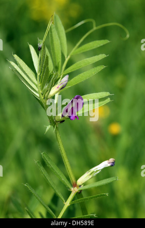 Tare or vetch (Vicia angustifolia Stock Photo - Alamy
