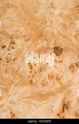 Poplar, Poplar burl, burl wood textures, timber textures, burl wood ...