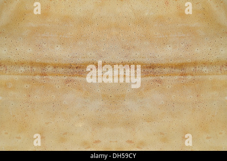 Cuttlefish skin texture , ( squid skin for background Stock Photo - Alamy