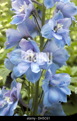 Forking larkspur; royal knight's-spur; branching larkspur; field ...