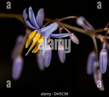 Tiny native buds Stock Photo - Alamy