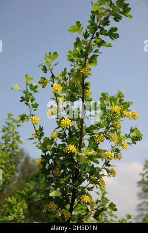 Yellow flowers of Golden Buffalo Currant Ribes Aureum background Stock ...