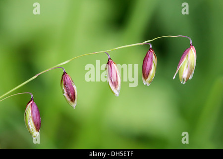 Melica nutans, Nodding Melick Stock Photo - Alamy