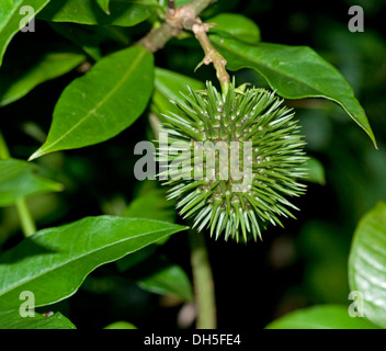 Bright green leaves and seed pods of Honey Locust (Gleditsia ...
