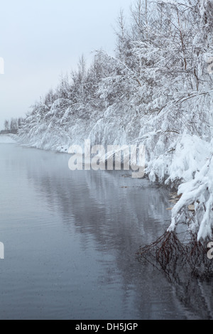 forest in fog, russian nature, forest mist Stock Photo - Alamy
