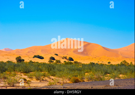 desert landscape with sand dunes and shrubs withered by the heat Stock ...