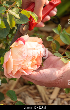 Woman Dead heading roses Stock Photo - Alamy