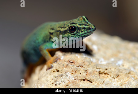 Electric blue day gecko, Lygodactylus williamsi, Tanzania, on white ...