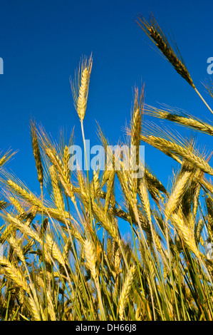 corn field and a blue sky Stock Photo - Alamy