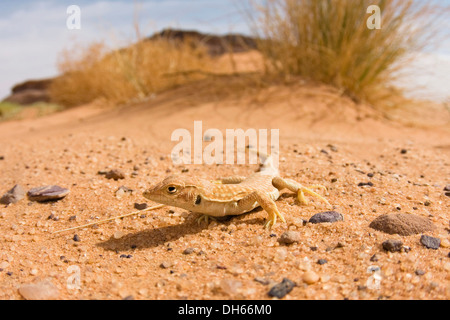 Lizard in the libyan Desert, Libya, Sahara, North Africa Stock Photo ...