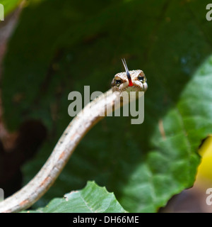 Close-up Twig snake Thelotornis capensis Lake Manyara National Park ...