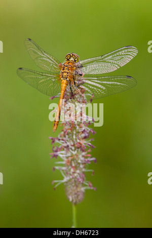 The vagrant darter (Sympetrum vulgatum) European dragonfly on plant in ...