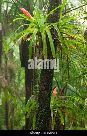 Bromeliad (bromelia) on tree, El Yunque (Caribbean National Forest ...