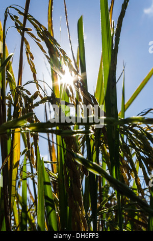 Rice crop in the sunshine Stock Photo - Alamy