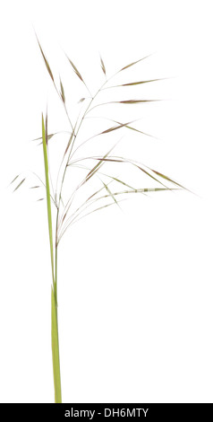 Wild Oat (Avena fatua) on white background Stock Photo - Alamy