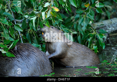 A wild beaver standing on his rear feet looking and scenting Stock ...
