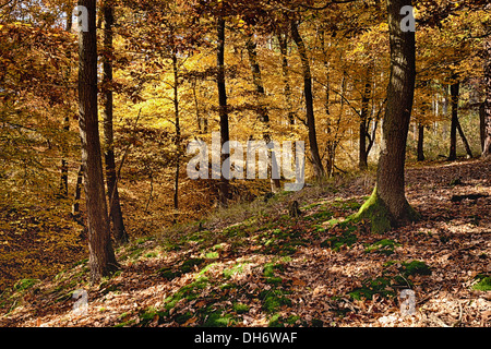 The old Oak forest in falls morning Stock Photo - Alamy
