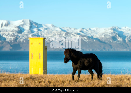 Husavik Lighthouse and horses North Iceland Europe Stock Photo - Alamy
