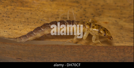 An alderfly larva underwater. Taken in a photographic aquarium and ...