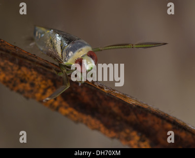 Small backswimmer or greater water boatman Notonecta viridis underwater ...