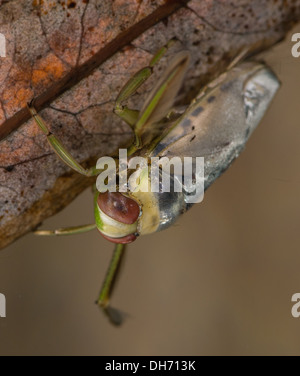 Small backswimmer or greater water boatman Notonecta viridis underwater ...