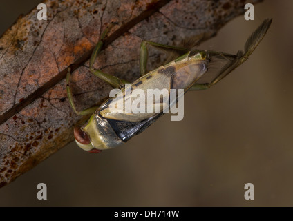 Small backswimmer or greater water boatman Notonecta viridis underwater ...