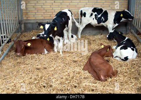 Holstein Charolais Cross