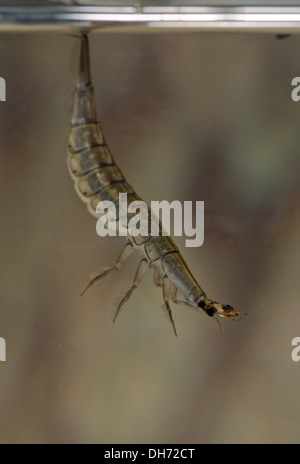 Acilius sulcatus lesser diving beetle larva eating backswimmer nymph ...