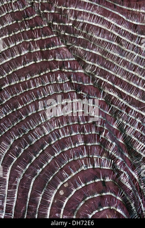 India, Uttarakhand, Haridwar, textile, fabric, fringe Stock Photo - Alamy