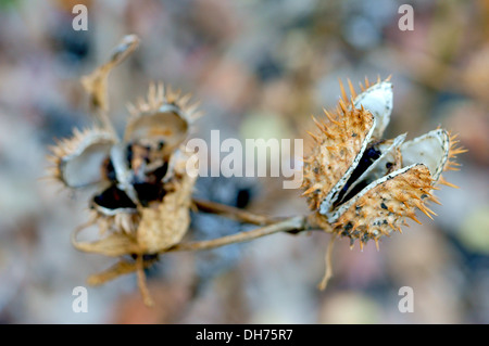 Jimson weed (Datura stramonium), seed head and seed, Jimson weed Stock ...