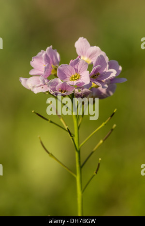 A stem of Cuckoo flower Cardamine pratensis with several light purple ...