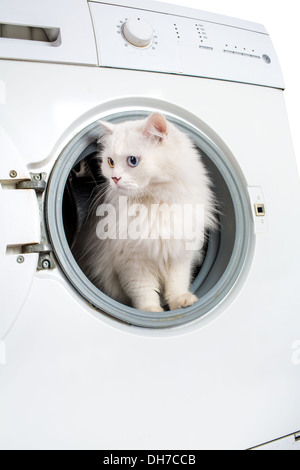 washing machine and cat Stock Photo - Alamy