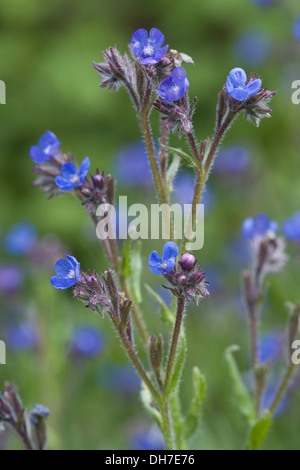 Italian Bugloss (Anchusa azurea Stock Photo - Alamy