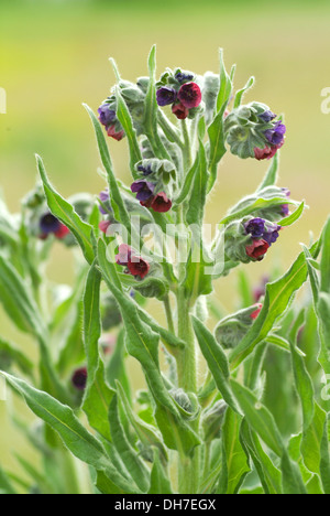 common hound's tongue, cynoglossum germanicum Stock Photo - Alamy
