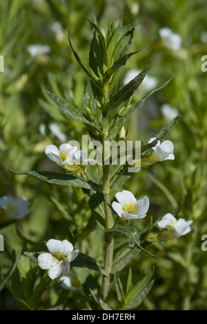 Common hedgehyssop (Gratiola officinalis Stock Photo - Alamy