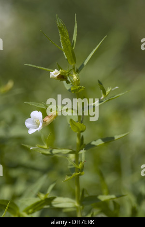 Gratiola officinalis (Gratiola officinalis Stock Photo - Alamy