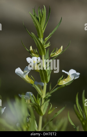 Common hedgehyssop (Gratiola officinalis Stock Photo - Alamy