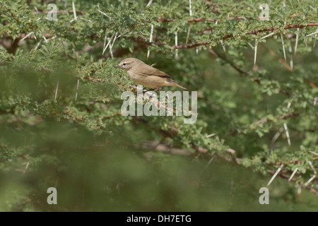 Plain Leaf Warbler (Phylloscopus neglectus), Oman, Asia Stock Photo - Alamy