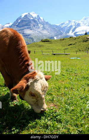 Swiss cows near Murren, Switzerland Stock Photo - Alamy