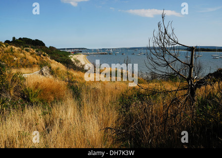Ham common UK Stock Photo - Alamy