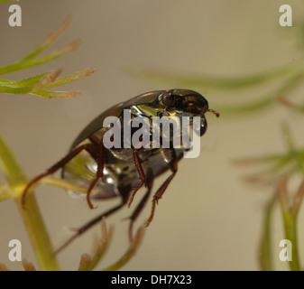 Hydrobius fuscipes water scavenger beetle underwater. Taken in a ...