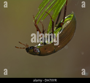 Hydrobius fuscipes water scavenger beetle underwater. Taken in a ...