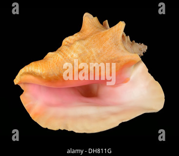 Pink Conch shell Stock Photo: 21590623 - Alamy