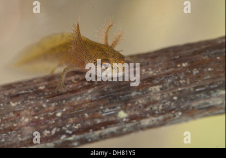Smooth newt (Lissotriton vulgaris) larva / tadpole in a concrete garden ...
