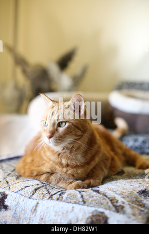 Orange tabby cat lying on surface with pink flea collar looking ...